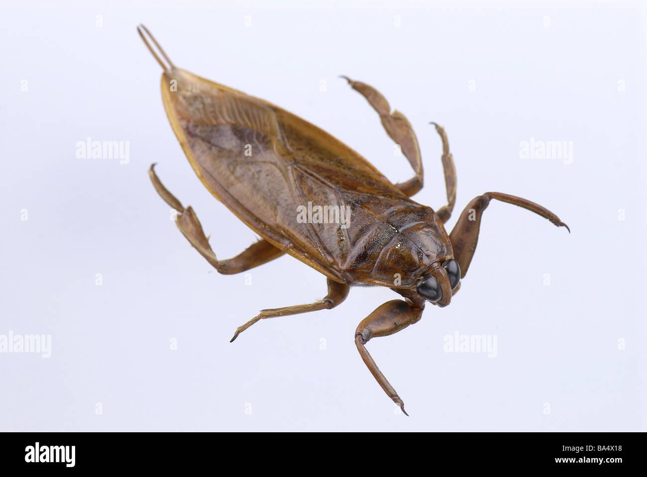 Giant Water Bug Stock Photo - Alamy