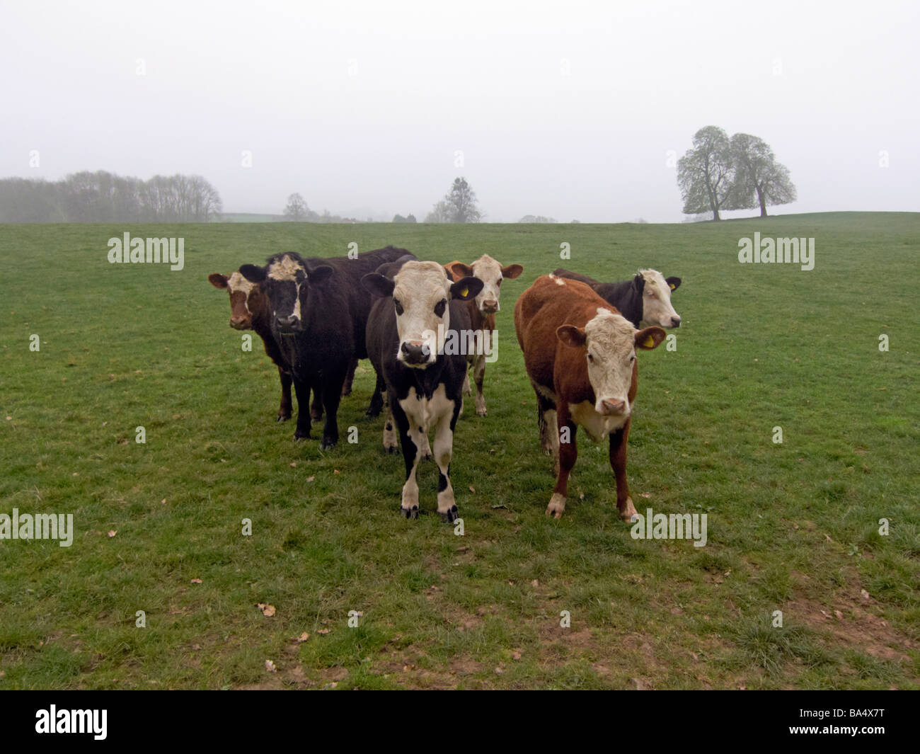 Angry cows hi-res stock photography and images - Alamy