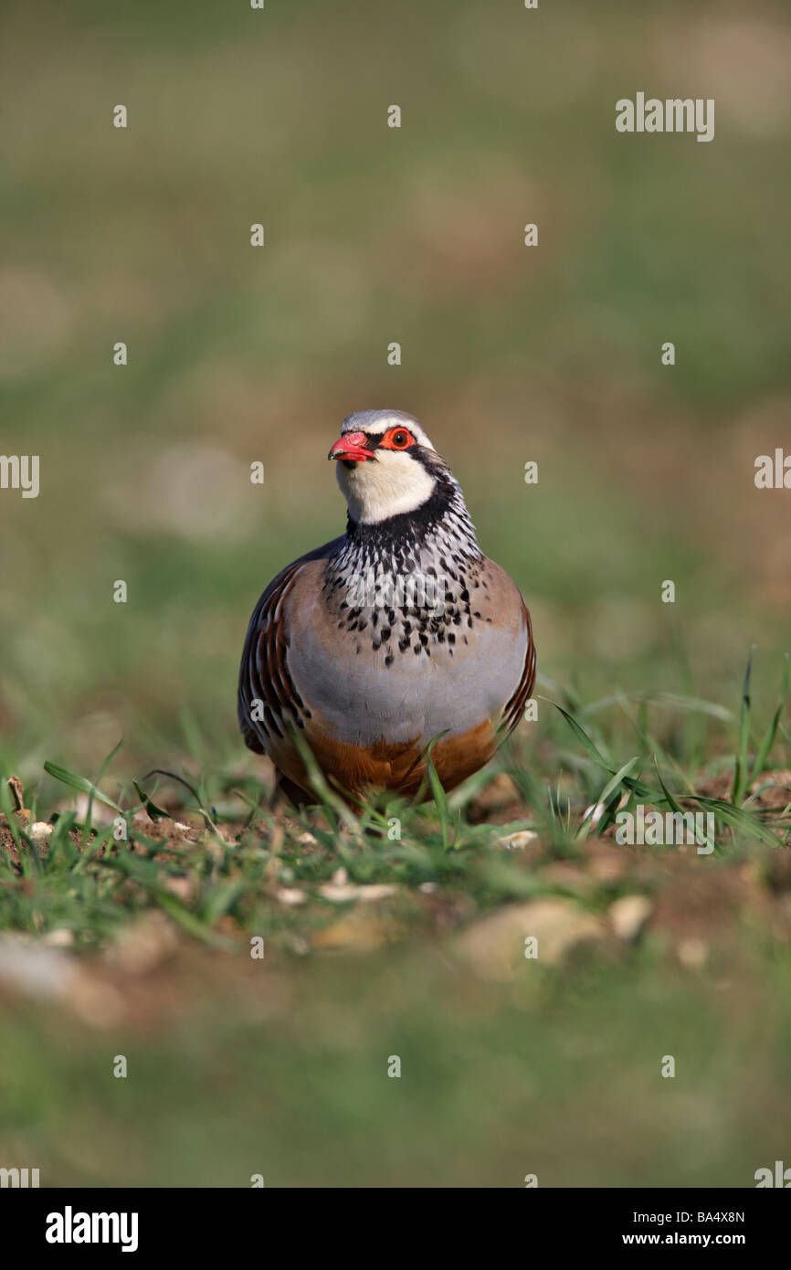 Red-legged Partridge Alectoris rufa close up Stock Photo - Alamy