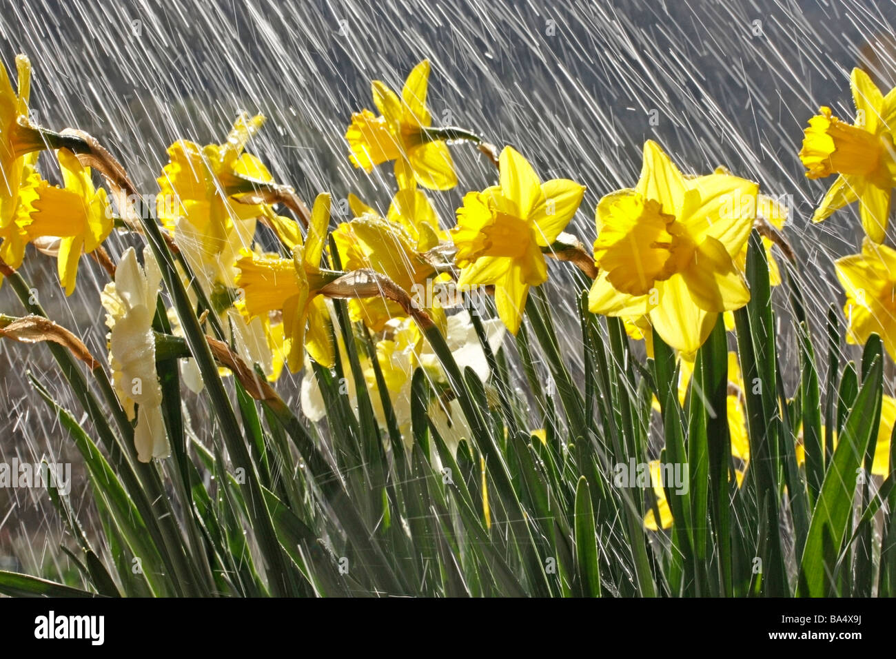Flowers water gardens rockery hi-res stock photography and images - Alamy