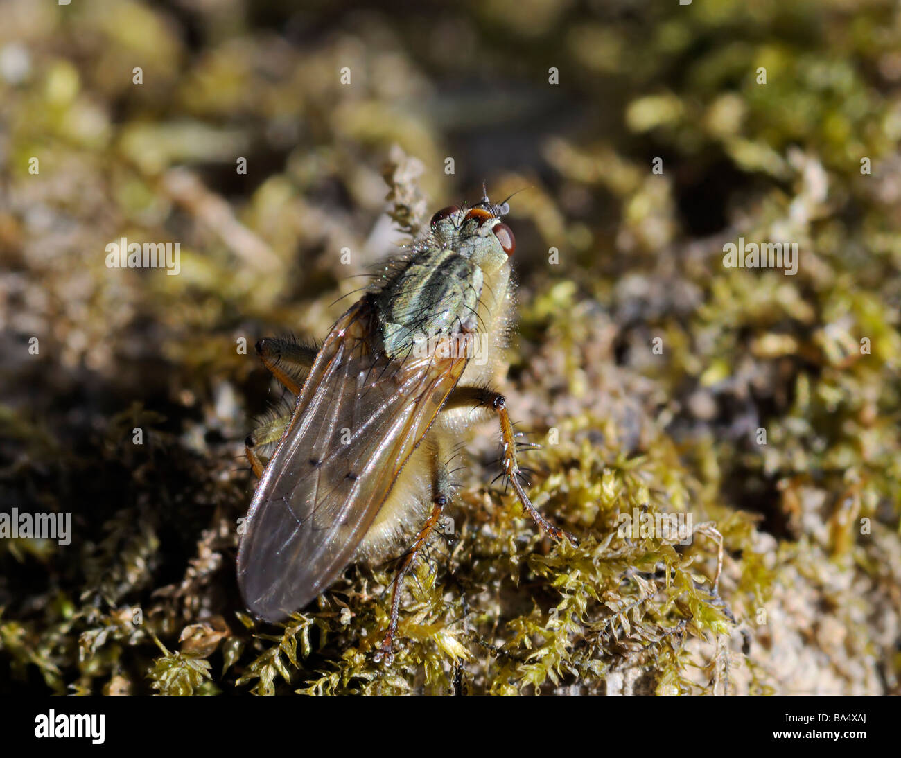 Yellow dung moss hi-res stock photography and images - Alamy