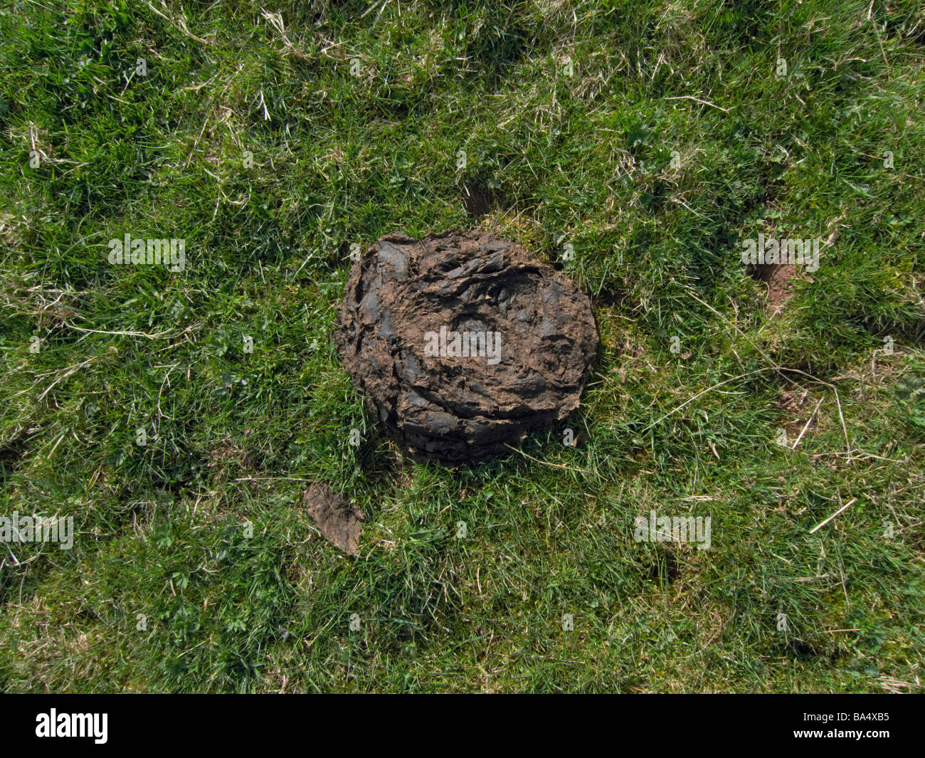 cow pat in country field Stock Photo - Alamy