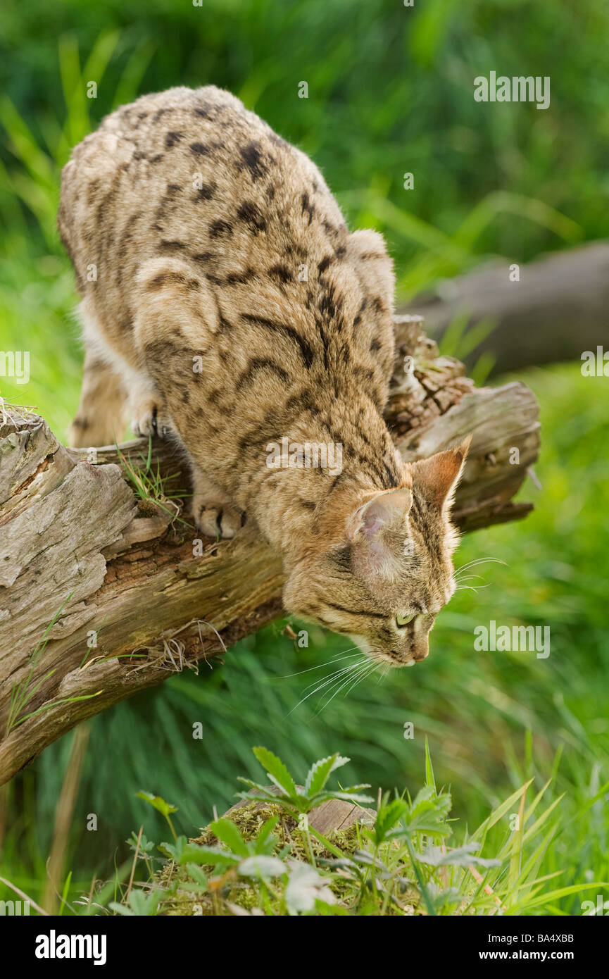 Asian Steppe Wildcat High Resolution Stock Photography and Images - Alamy