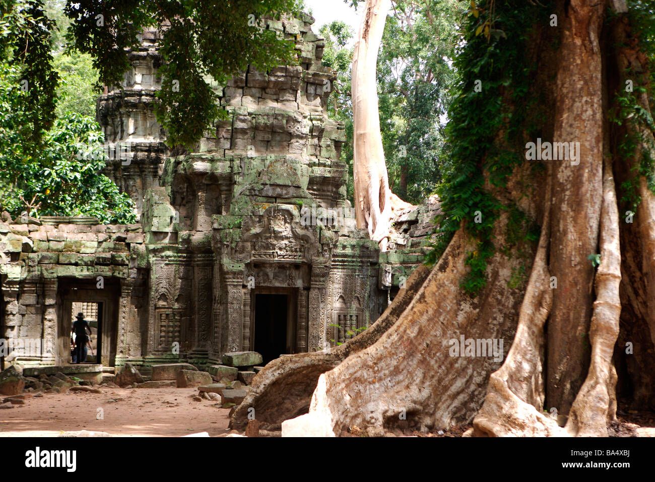 Angkor Siem Reap Cambodia Giant strangler fig tree roots embrace the ...