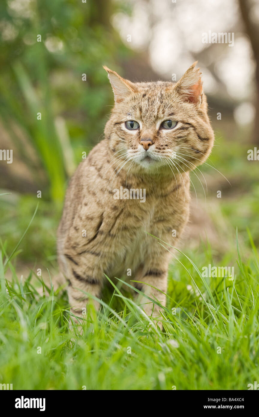 Asian steppe wildcat hi-res stock photography and images - Alamy