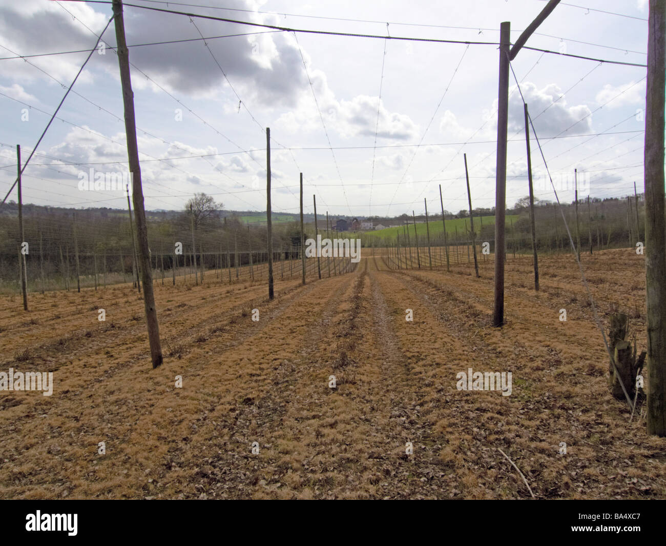 hop farming in herefordshire Stock Photo - Alamy