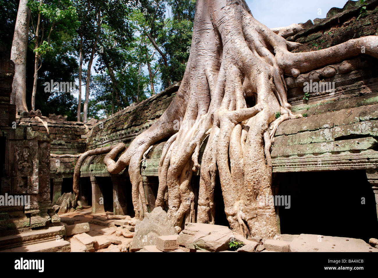 Angkor Siem Reap Cambodia Giant strangler fig tree roots embrace the ...