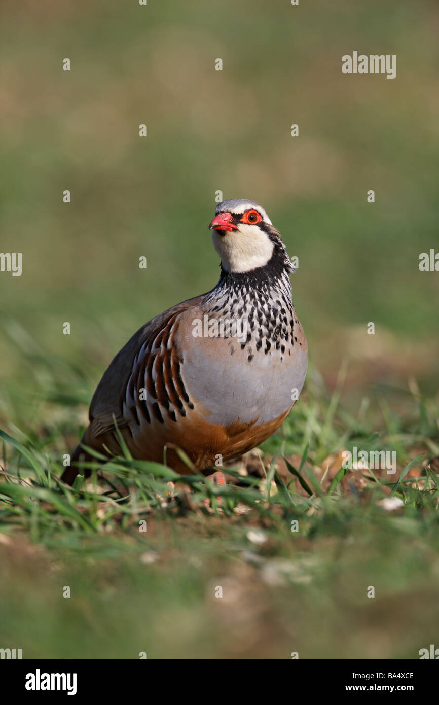 Red-legged Partridge Alectoris rufa close up Stock Photo - Alamy