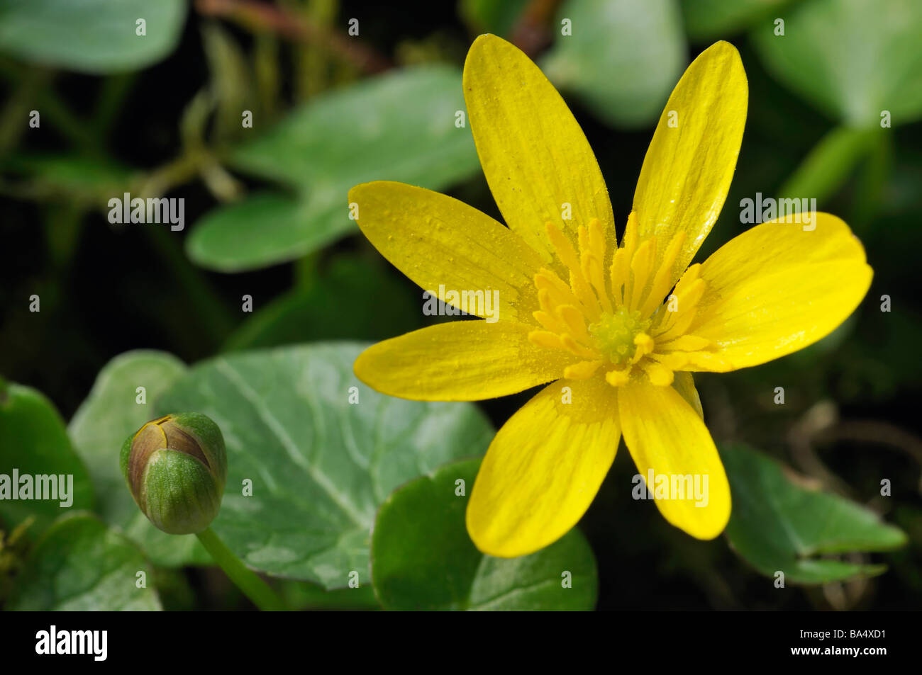 Lesser Celandine Ranunculus ficaria Stock Photo - Alamy