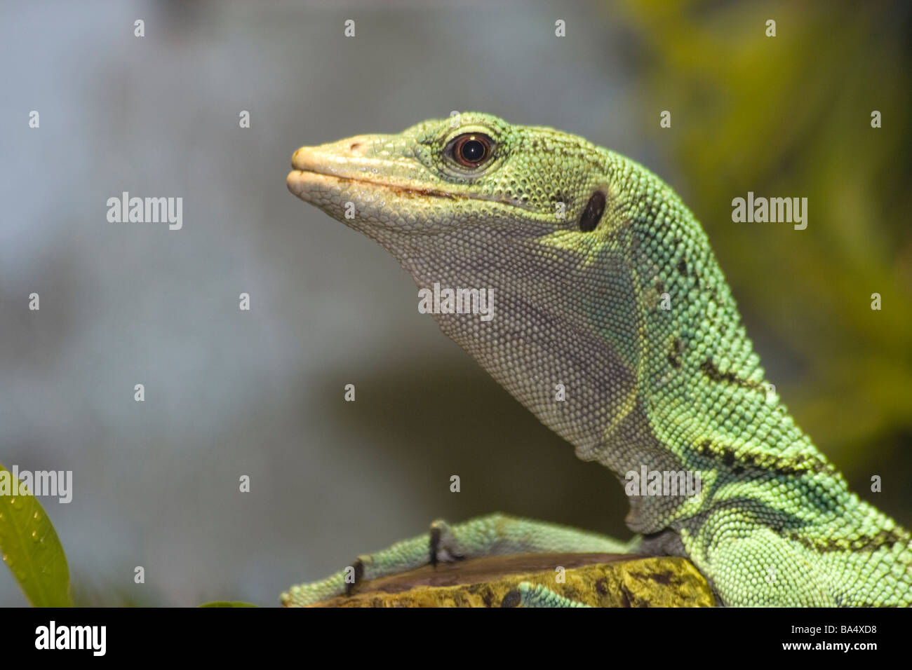 Green tree monitor hi-res stock photography and images - Alamy