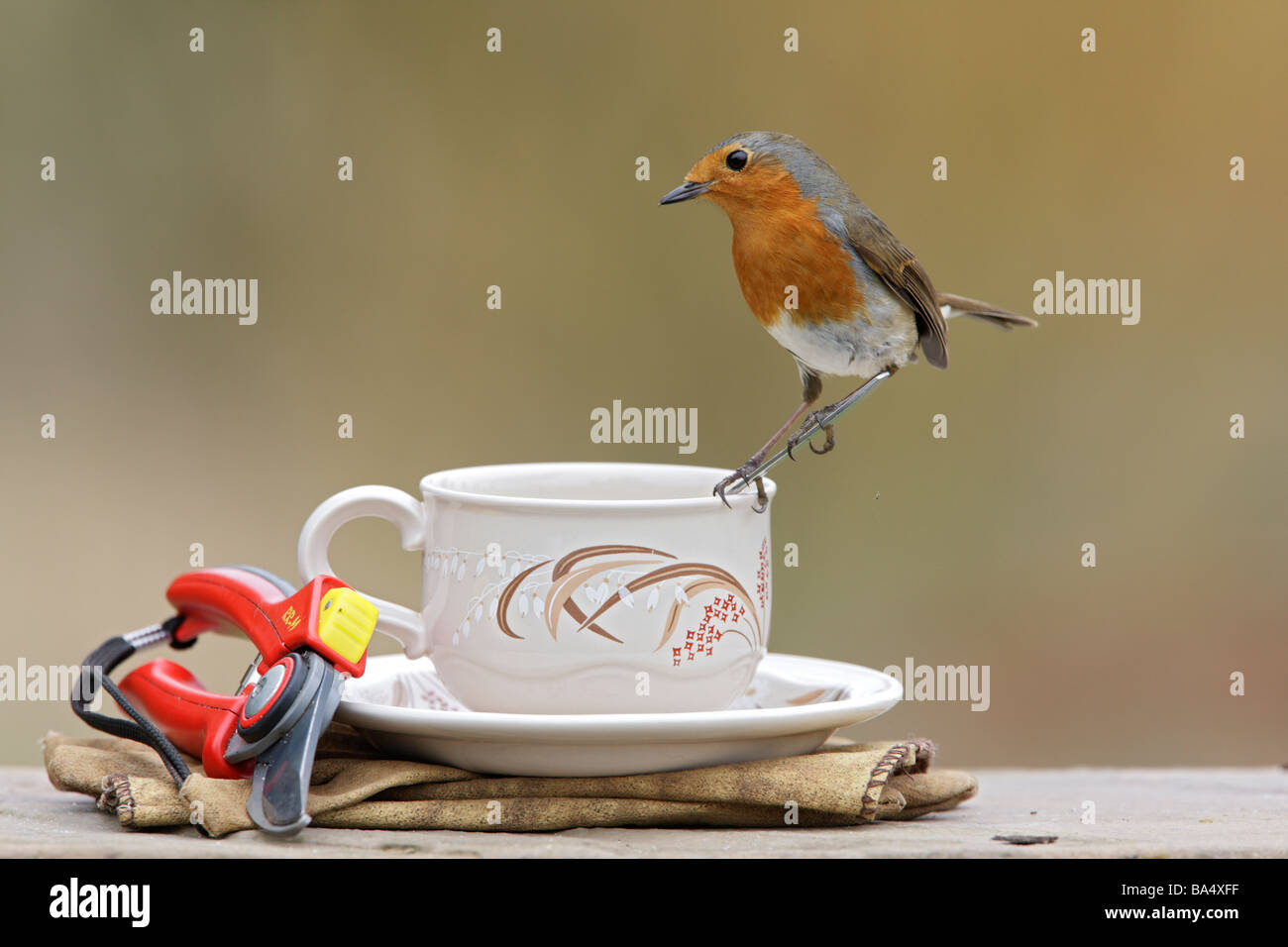 Robin on cup hi-res stock photography and images - Alamy