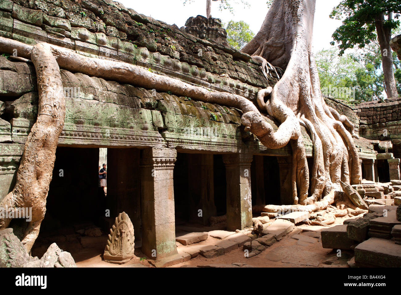 Angkor Siem Reap Cambodia Giant strangler fig tree roots embrace the ...