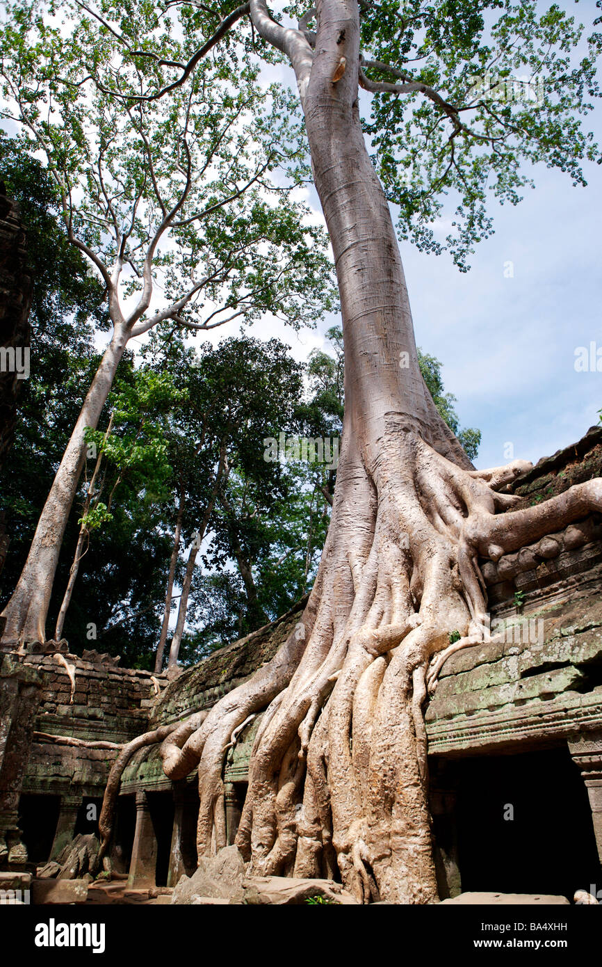 Giant strangler fig tree hi-res stock photography and images - Alamy