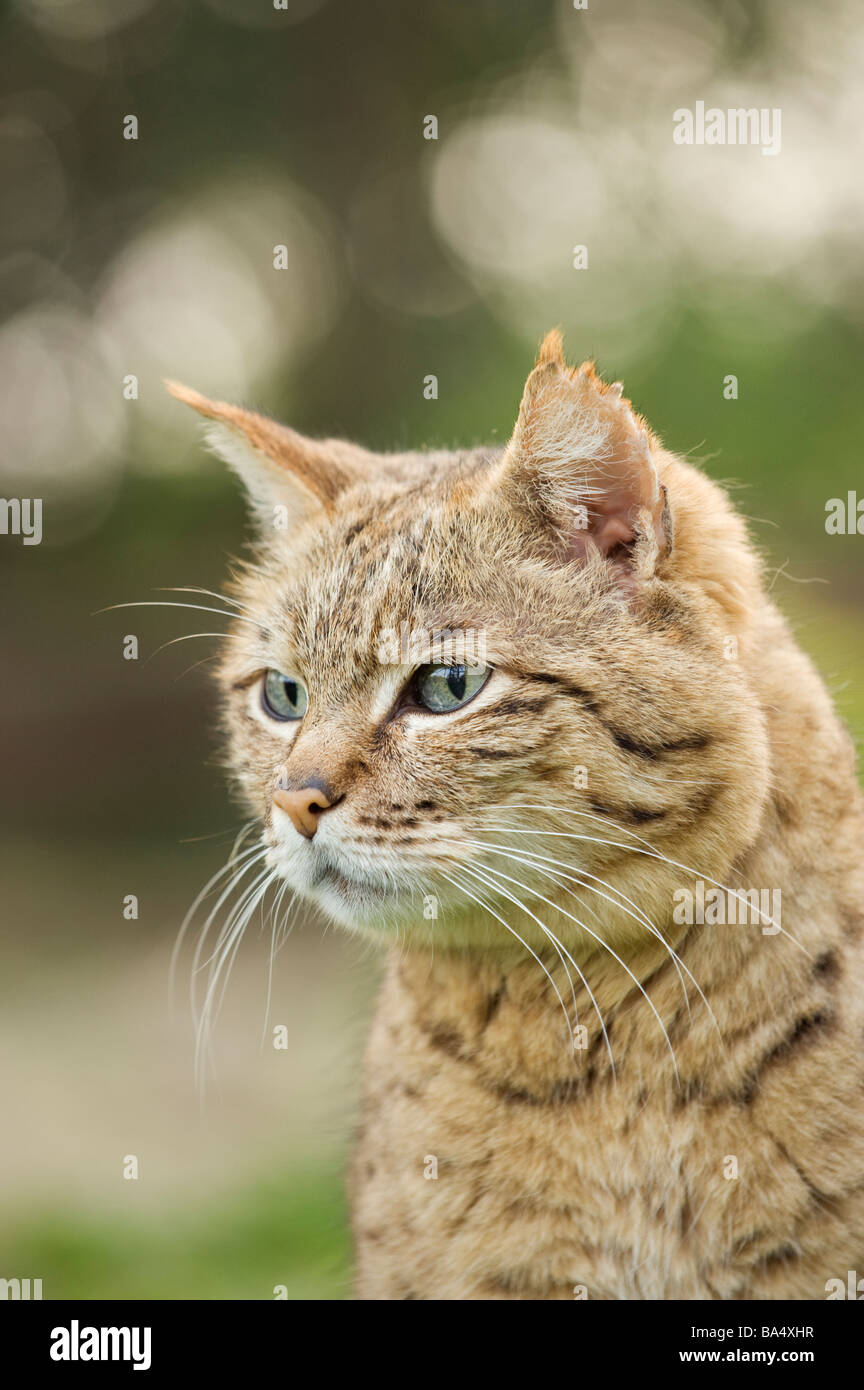 Male Asian wildcat or Indian desert cat ( Felis silvestris ornata), N W ...