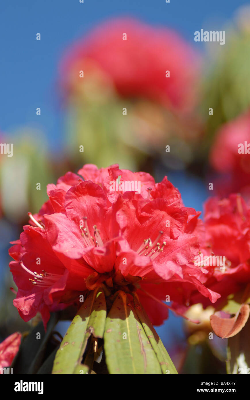 Himalaya red hi-res stock photography and images - Alamy