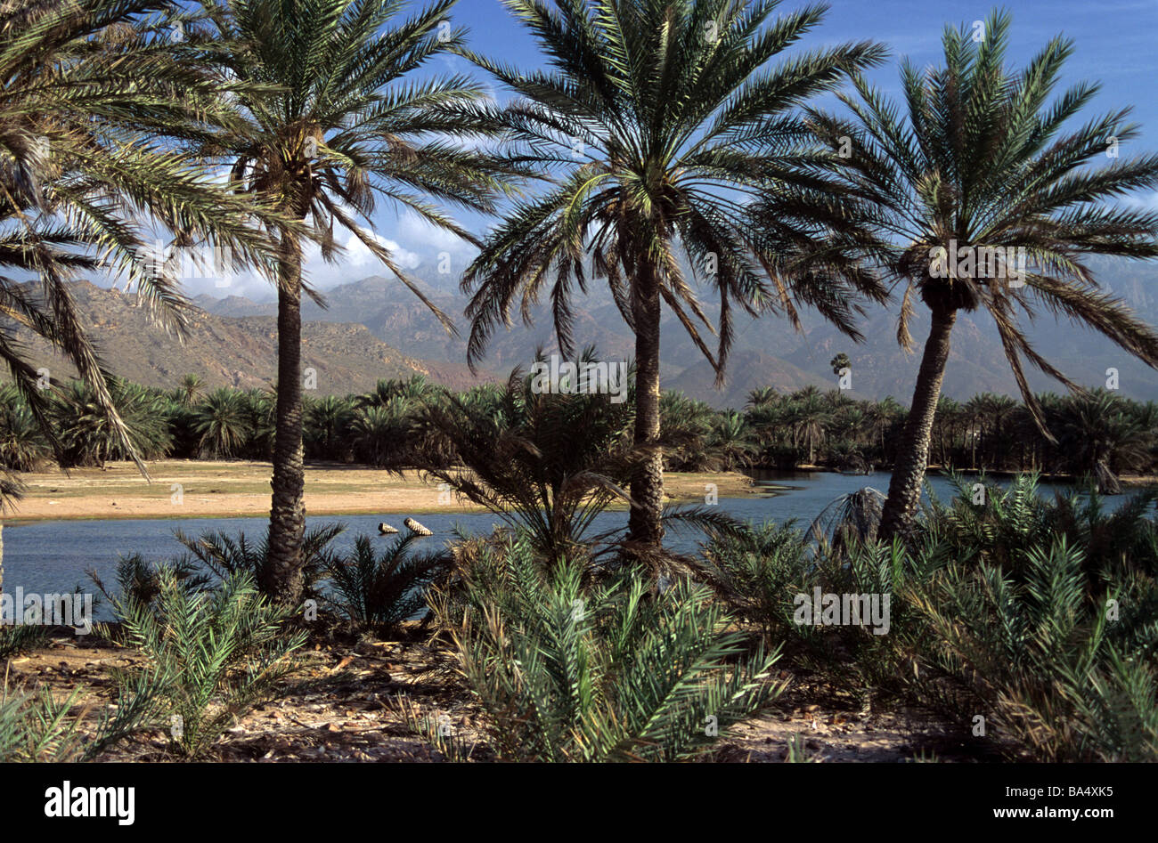 Suqutra hi-res stock photography and images - Alamy