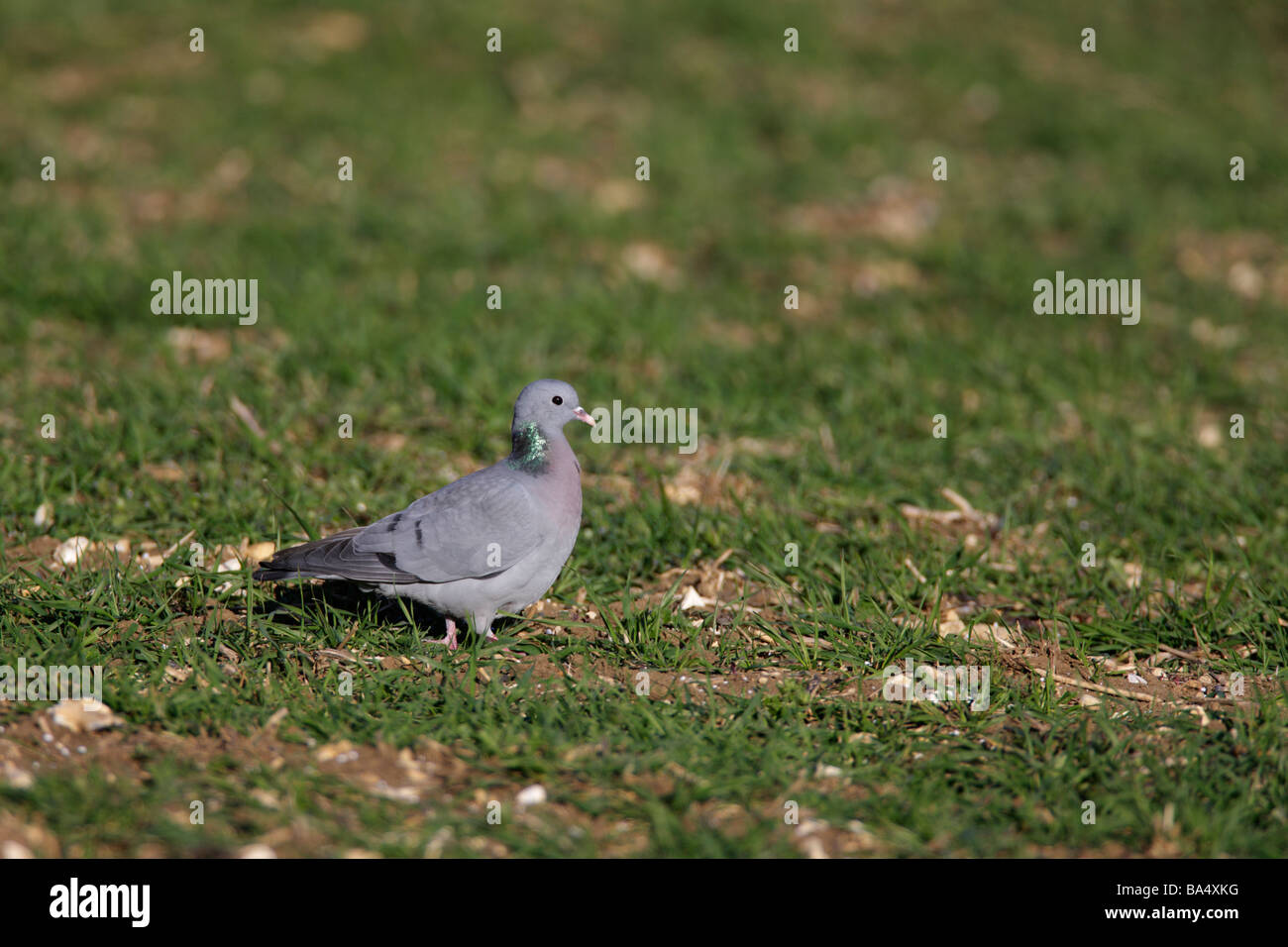 Stock Dove Columba oenas Stock Photo - Alamy