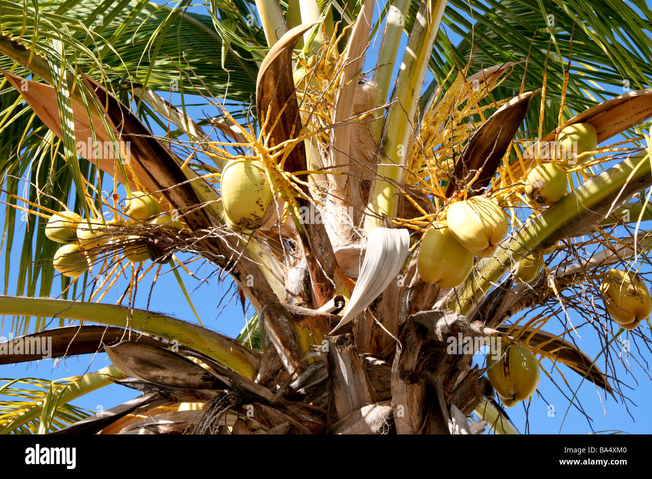 Close-up of a Coconut Palm tree (cocos nucifera) with green coconuts ...