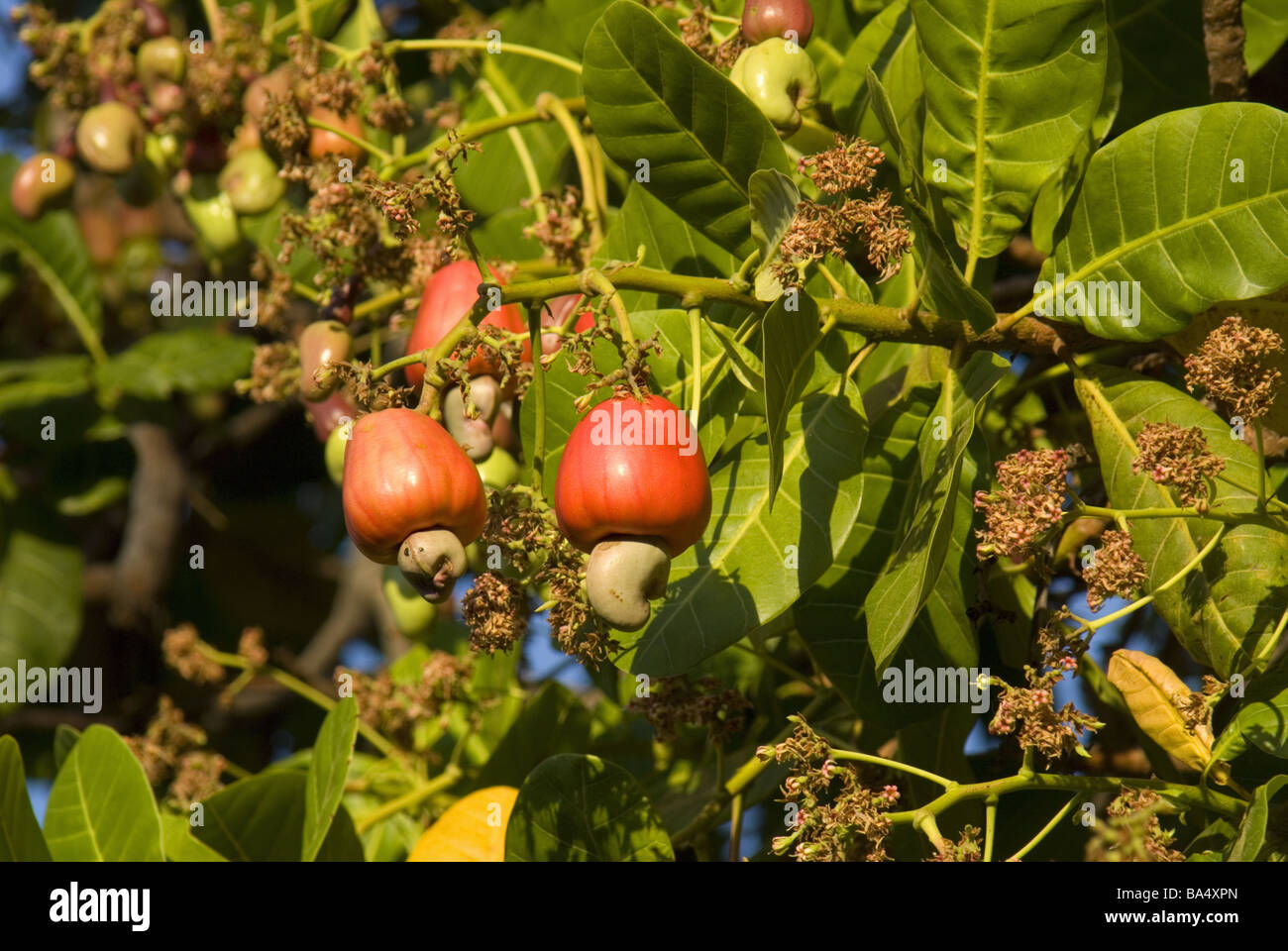 Anacardiaceae family hi-res stock photography and images - Alamy