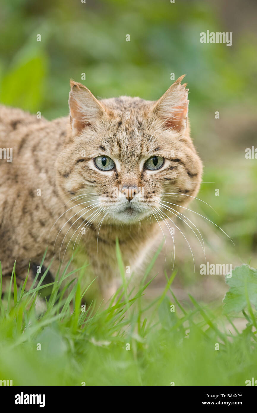 Male Asian wildcat or Indian desert cat ( Felis silvestris ornata), N W ...