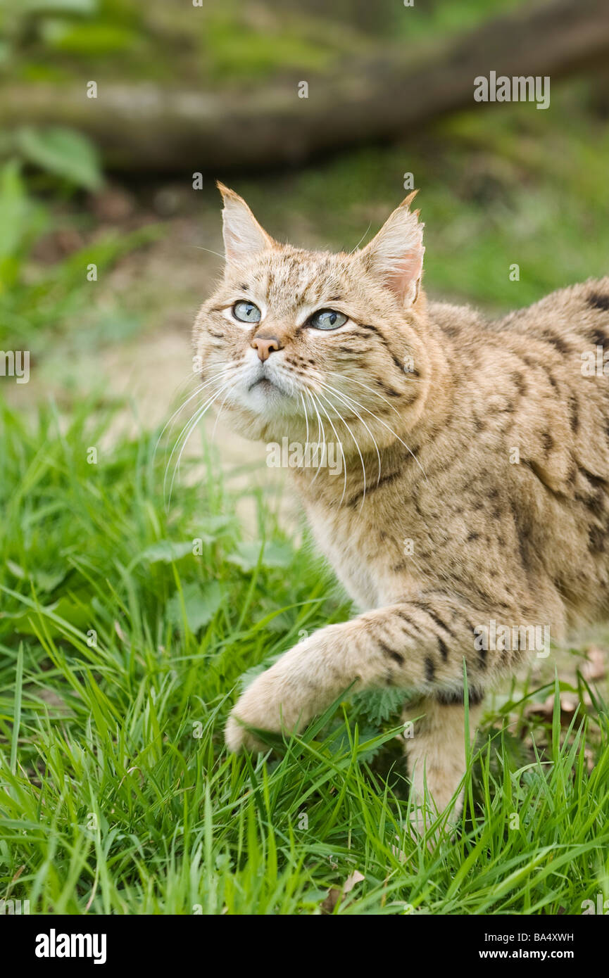 Asian wildcat felis silvestris ornata hi-res stock photography and ...