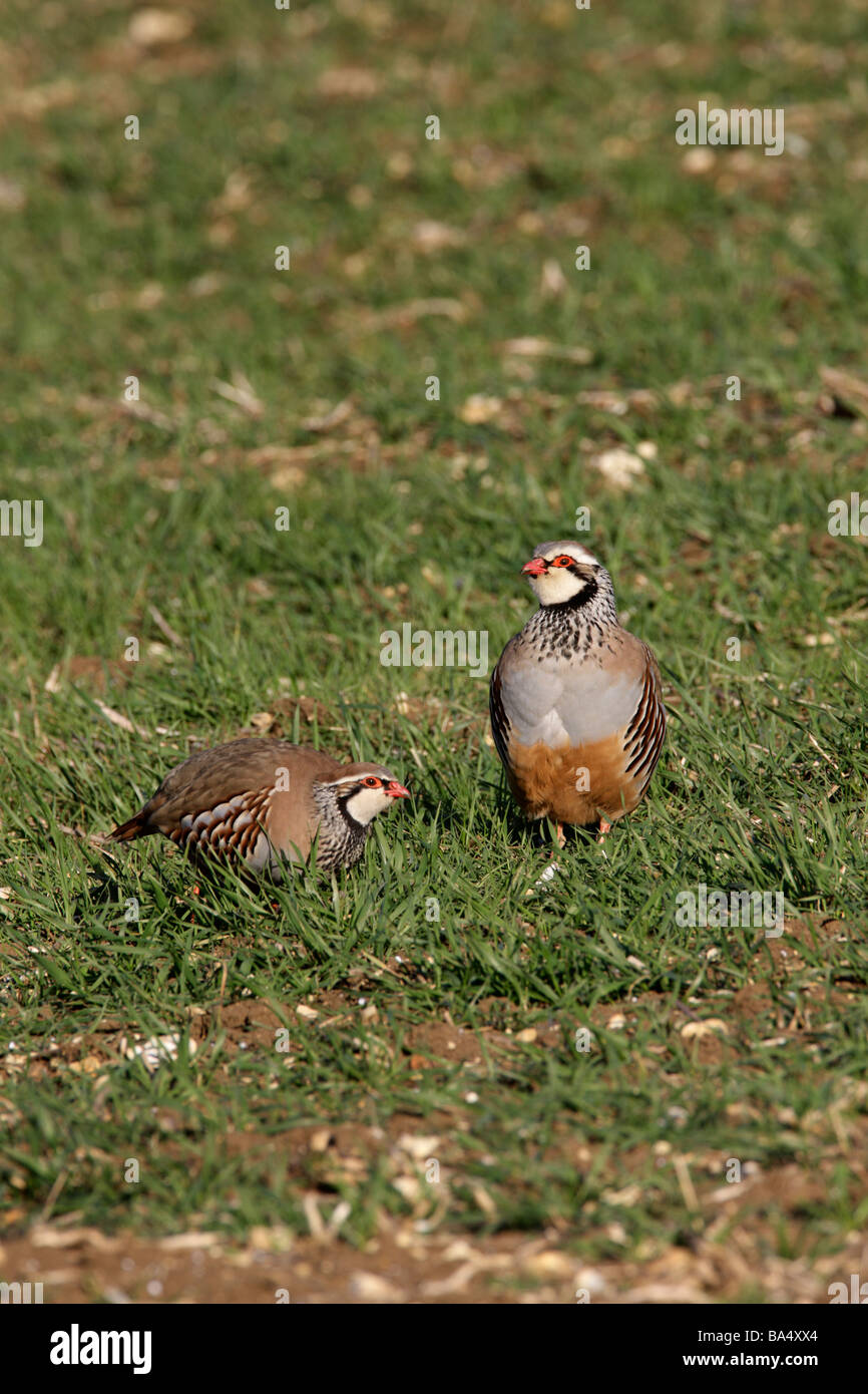 Pair of partridge hi-res stock photography and images - Alamy