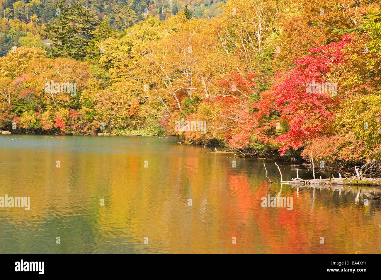 Autumnal Trees Along Lake, Tochigi Prefecture, Japan Stock Photo - Alamy
