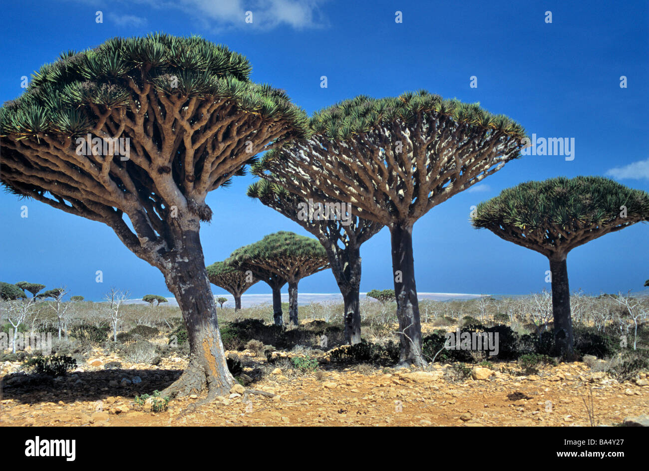 Dragons blood tree hi-res stock photography and images - Alamy
