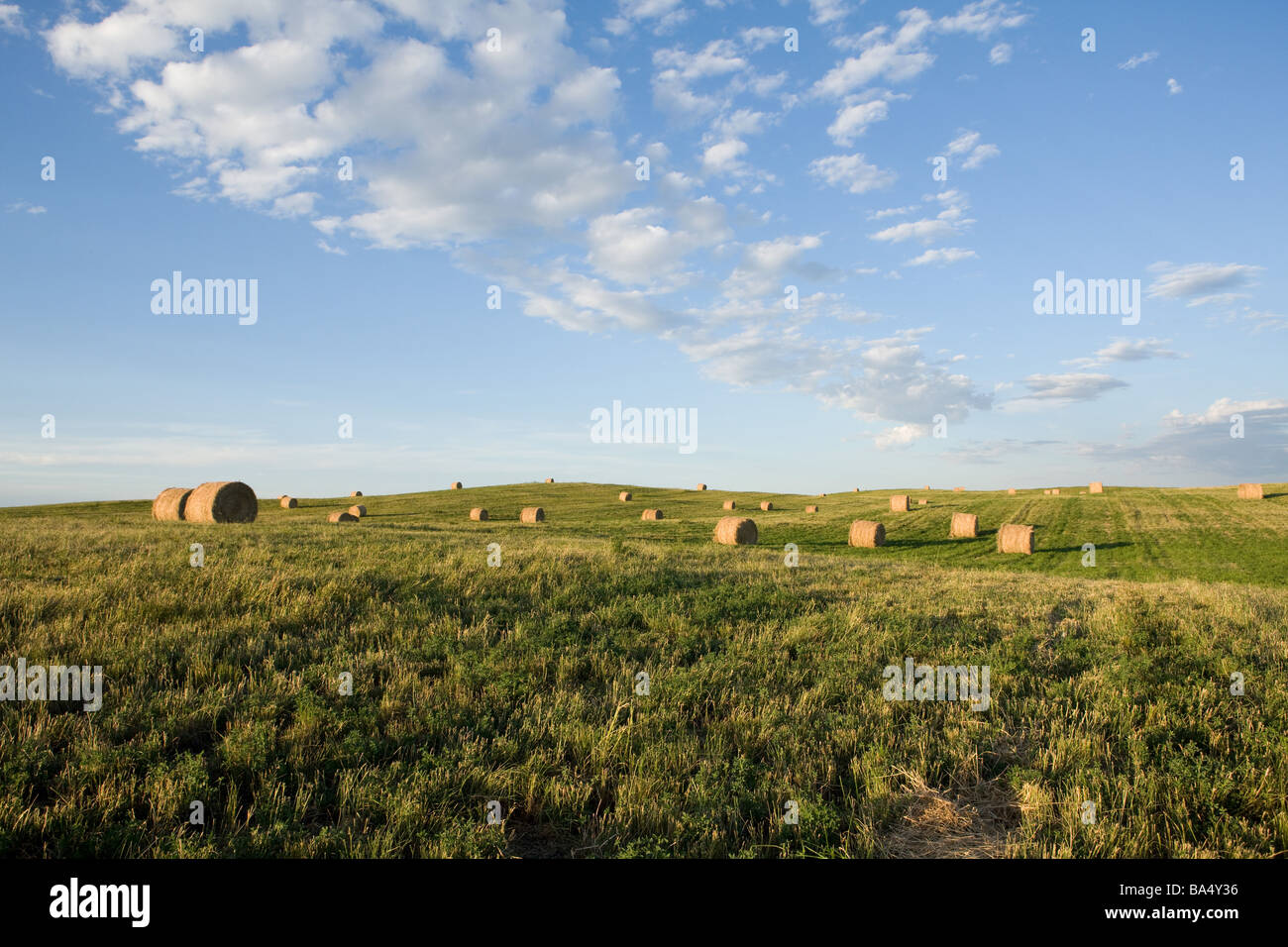 Great Prairie of Round Hay Bales in a Field, Canada Stock Photo - Alamy
