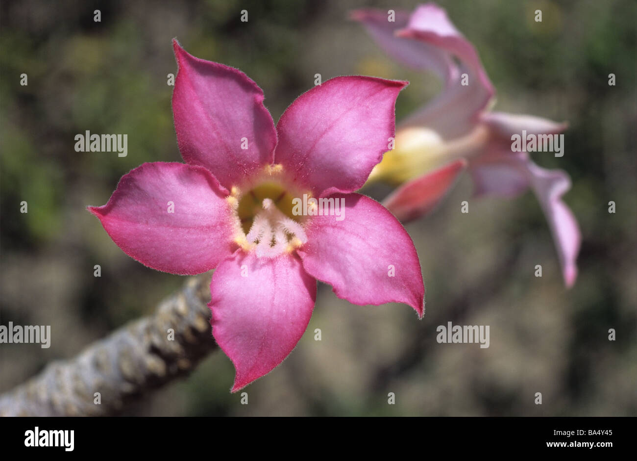 Desert Rose - Adenium obesum spp. sokotranum - Socotra or Suqutra Yemen ...