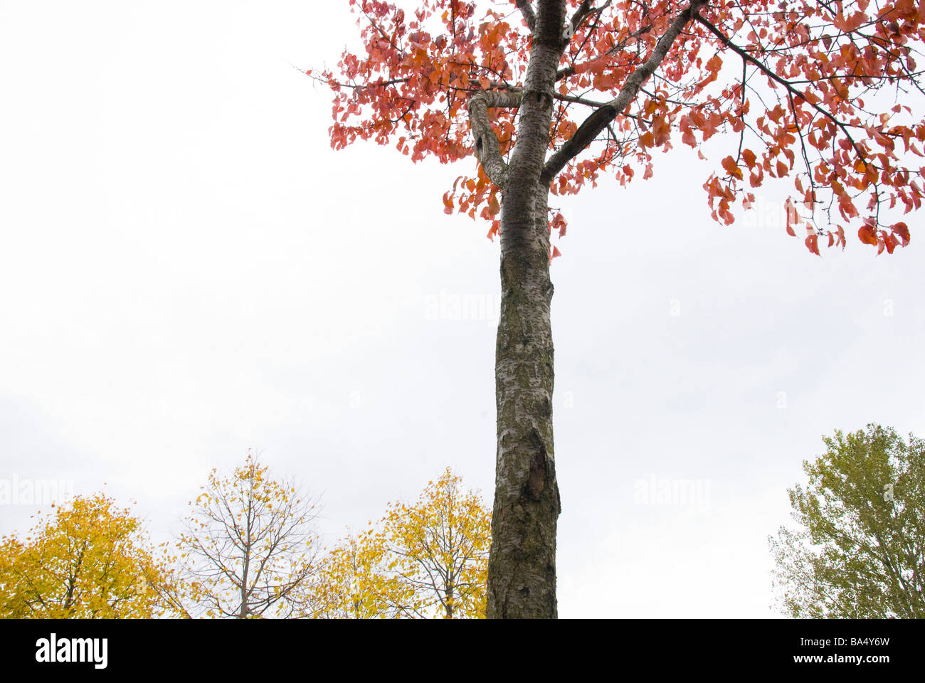 Autumn trees 2 Stock Photo - Alamy