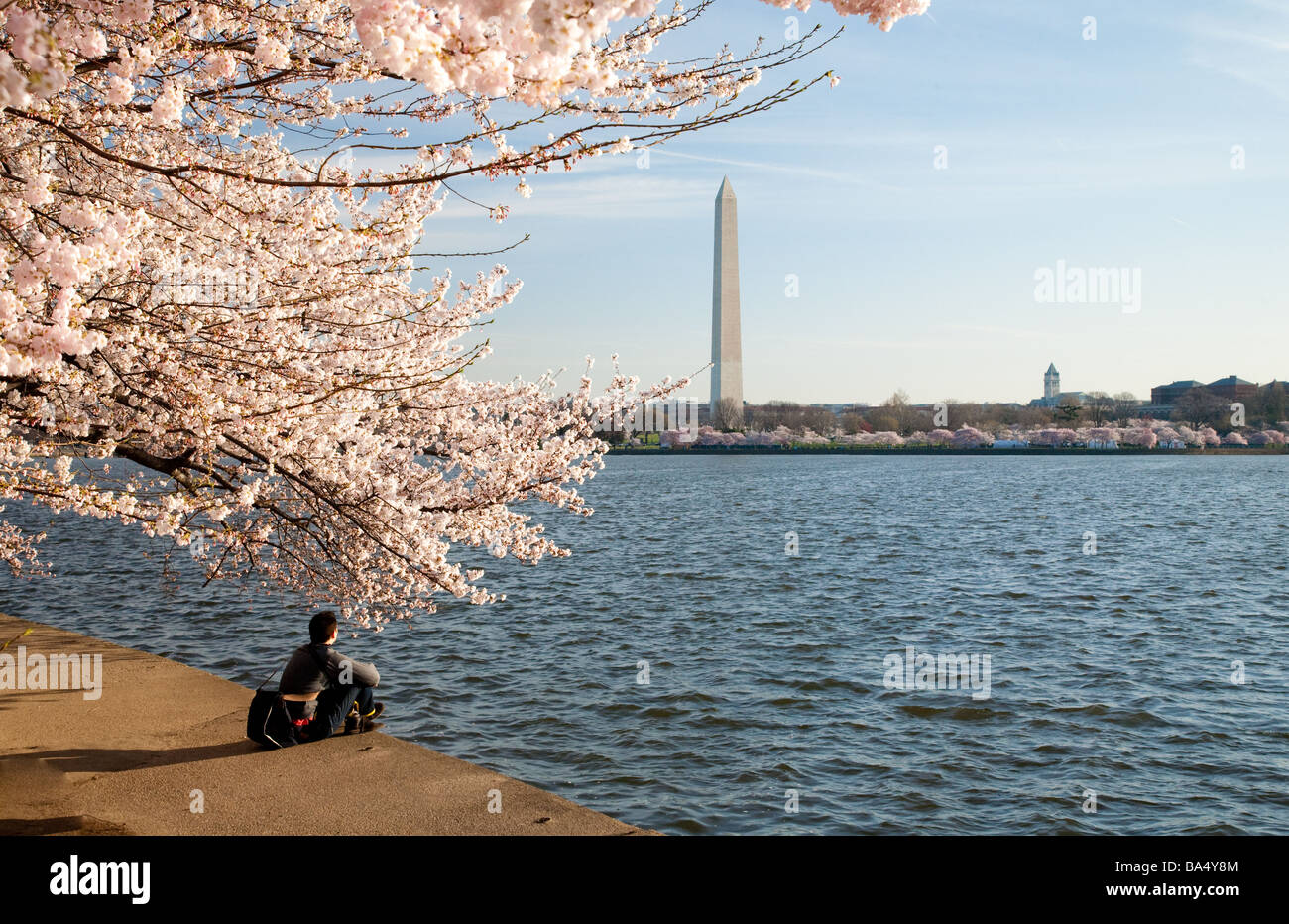 Washington DC Cherry Blossoms Stock Photo - Alamy