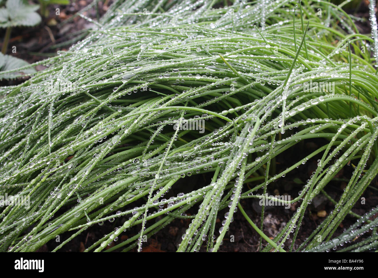 Chives after rain Stock Photo - Alamy