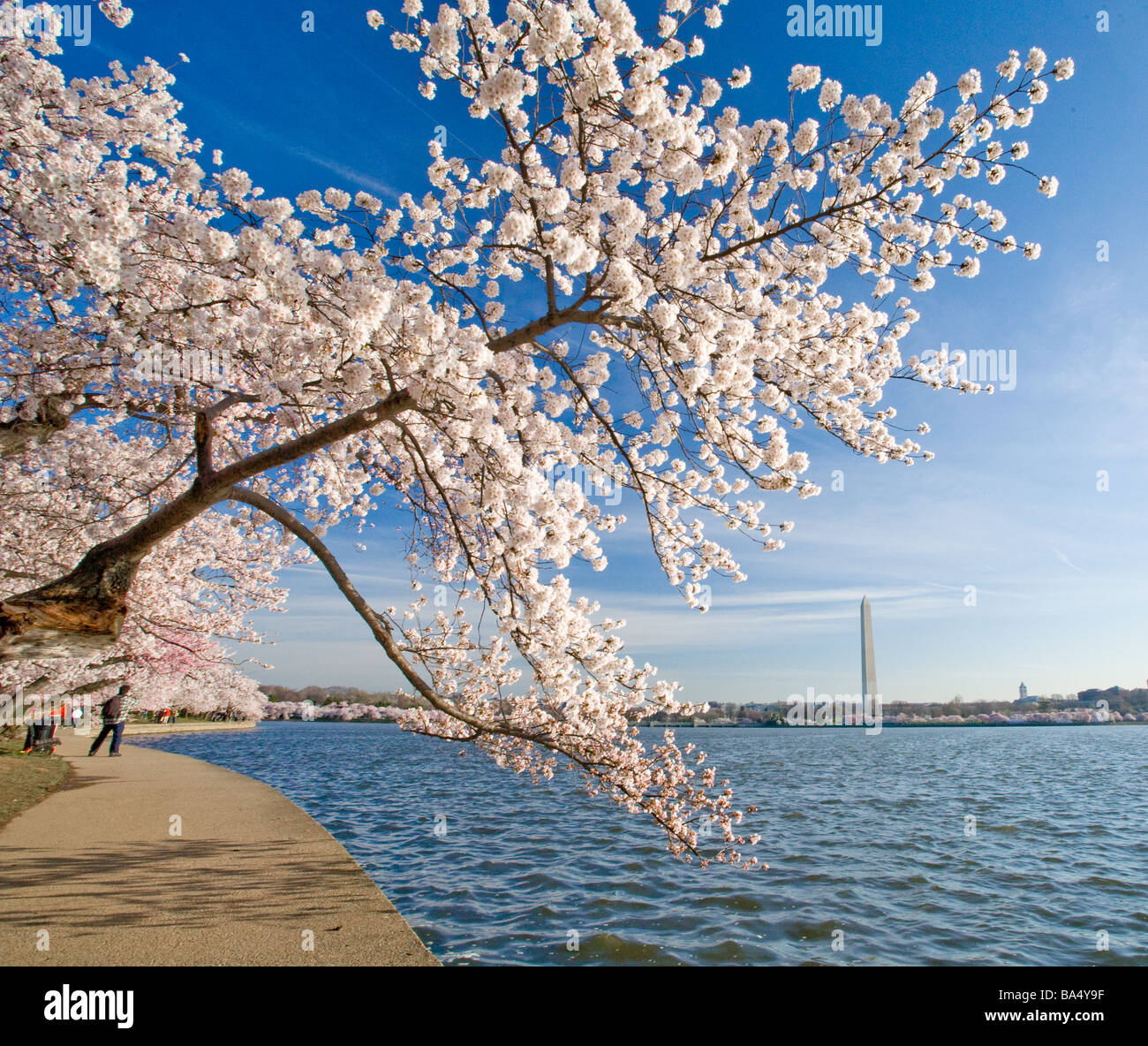 Washington DC Cherry Blossoms Stock Photo - Alamy