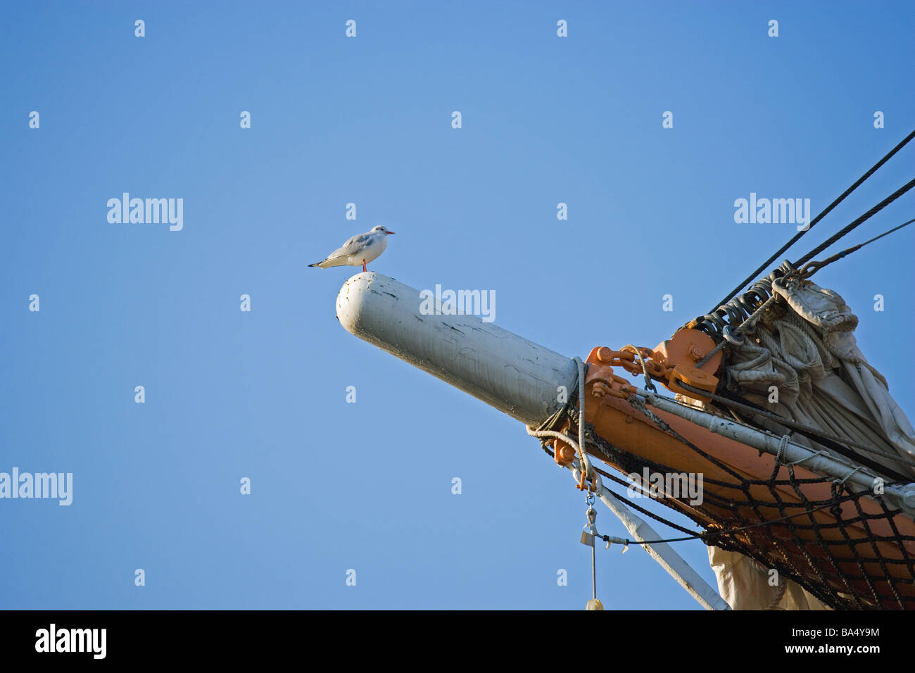 Seagull Sitting on Bow of Boat against Blue Sky Stock Photo - Alamy