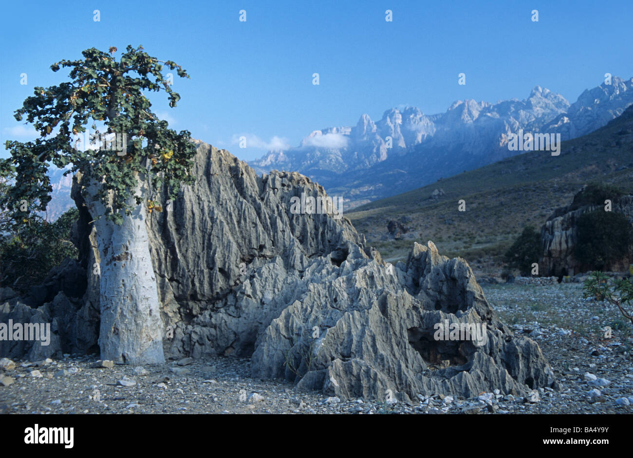 Socotra island plants hi-res stock photography and images - Alamy