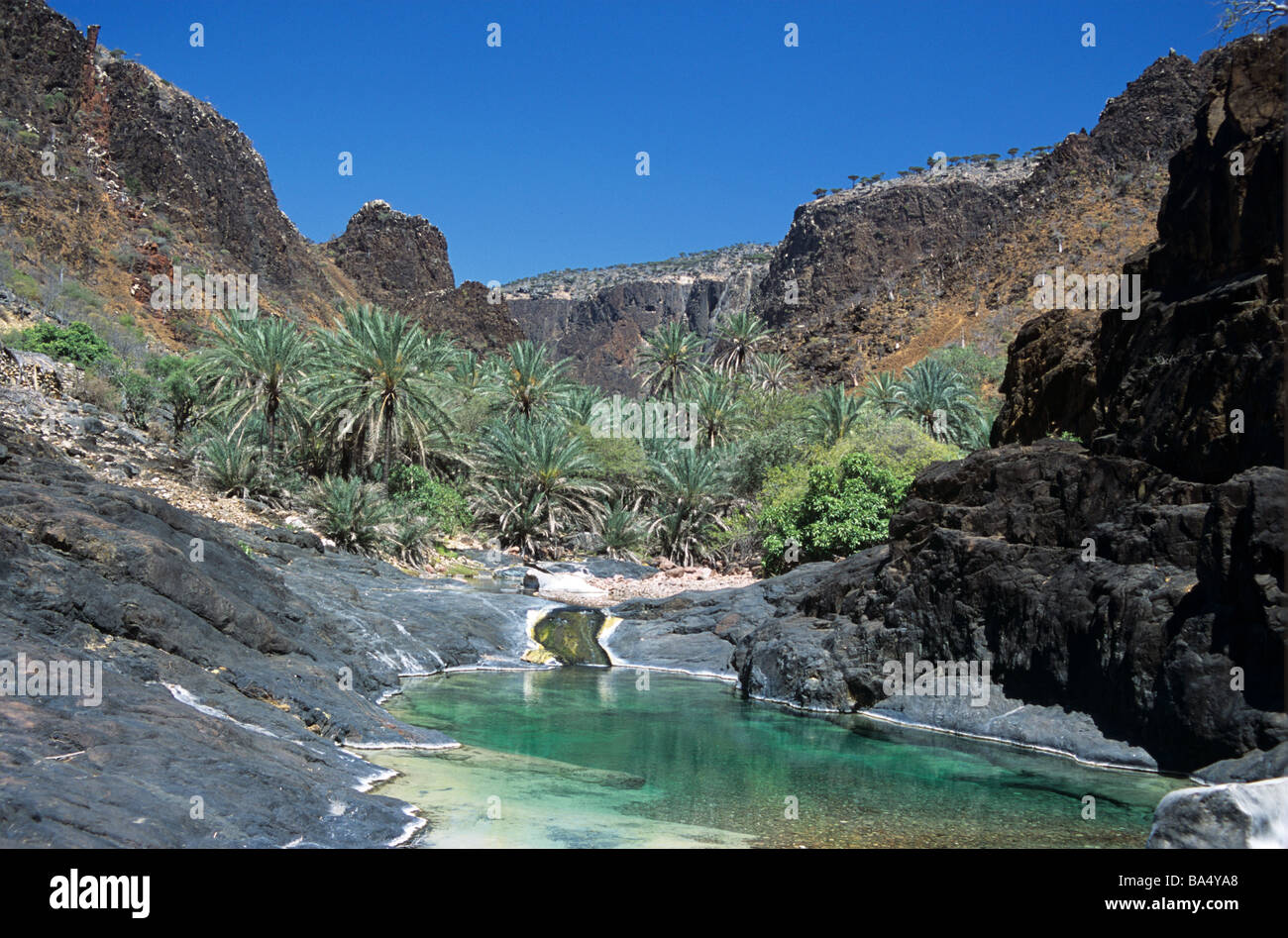 Pool & Palms in Daireho Wadi or Oasis in Central Socotra or Suqutra ...