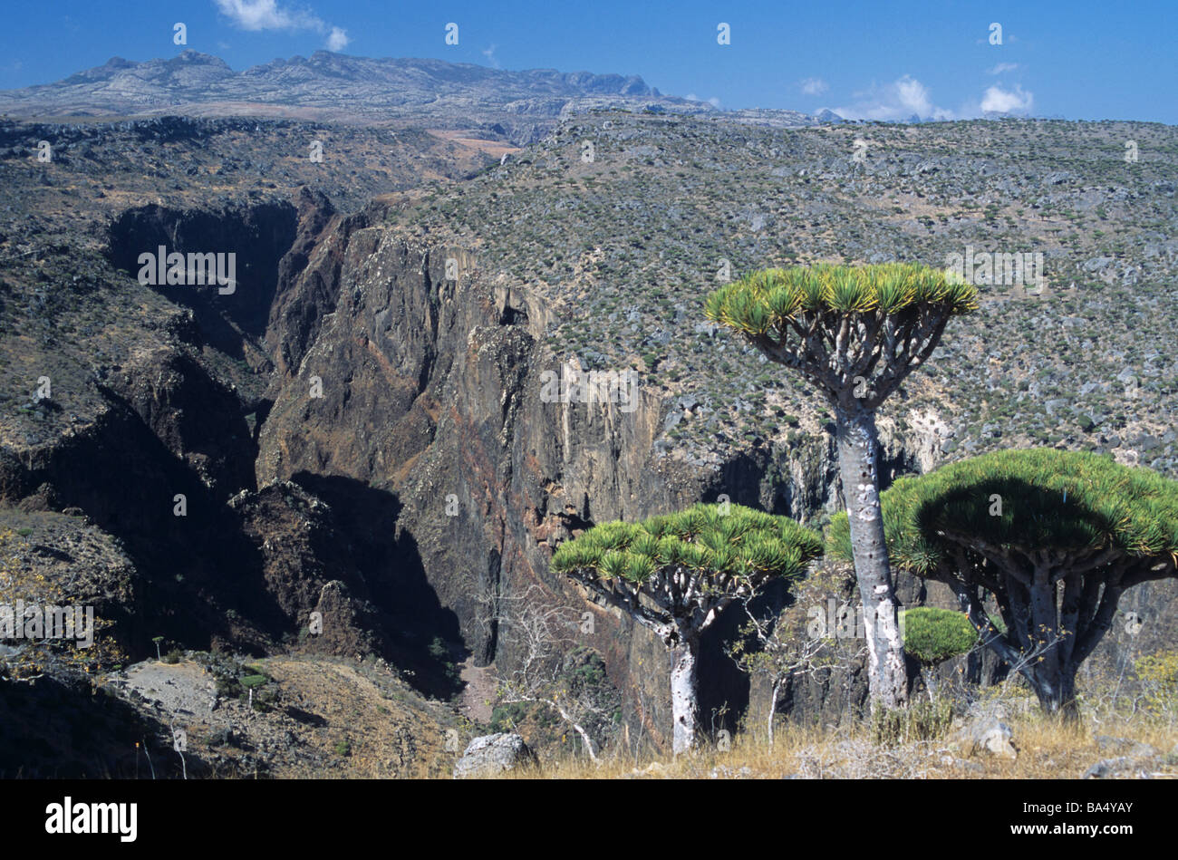 Arid Landscape of Dixam Plateau, Daireho Gorge & Dragon's Blood Trees ...