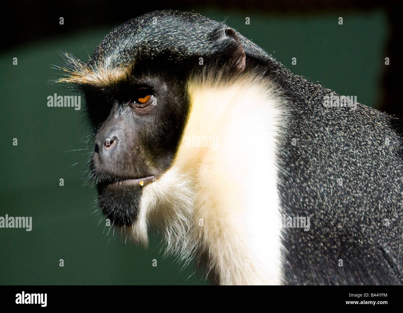 Diana Monkey portrait Stock Photo - Alamy