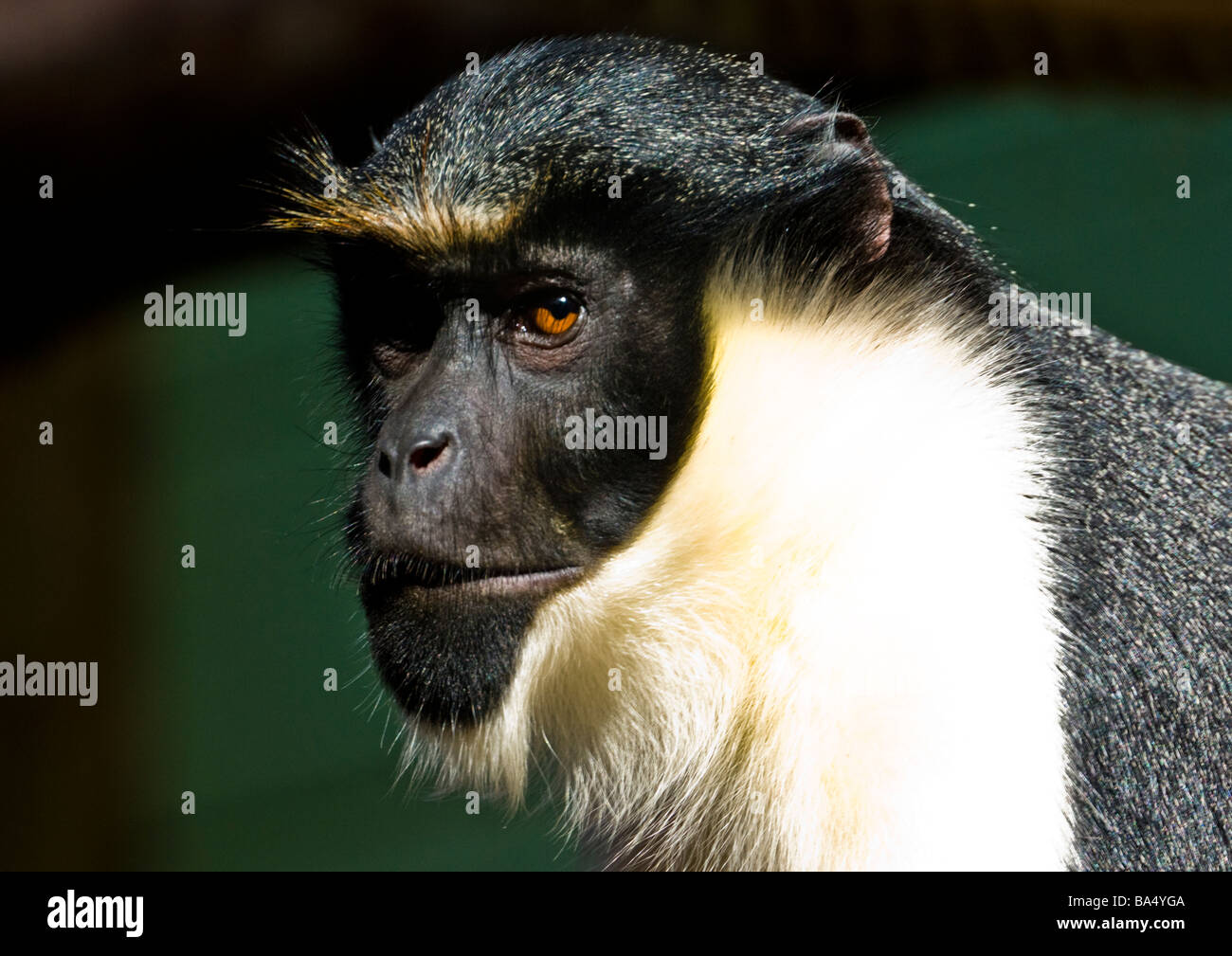 Diana monkey hi-res stock photography and images - Alamy