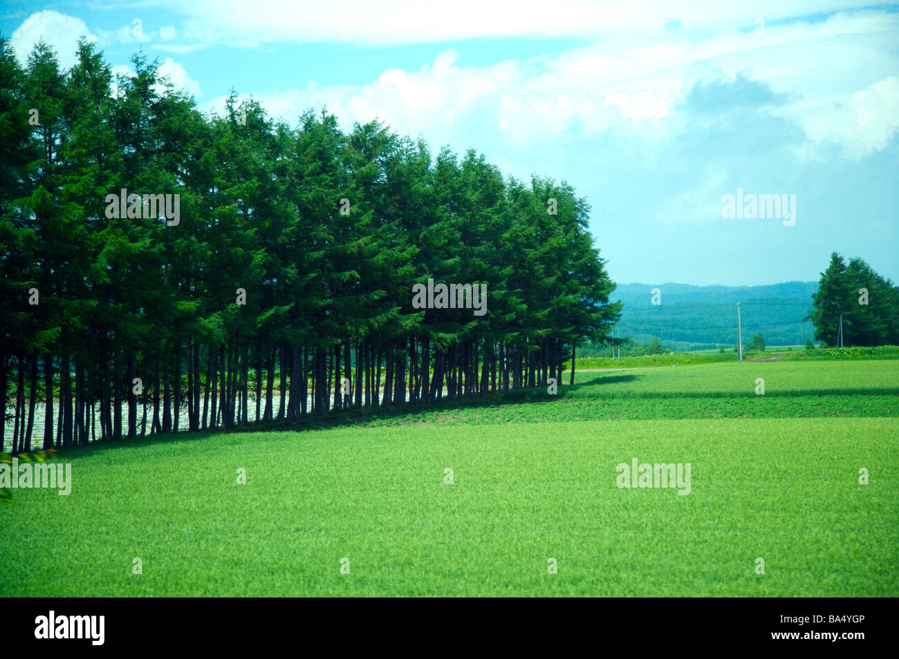Green field with trees in background Stock Photo - Alamy