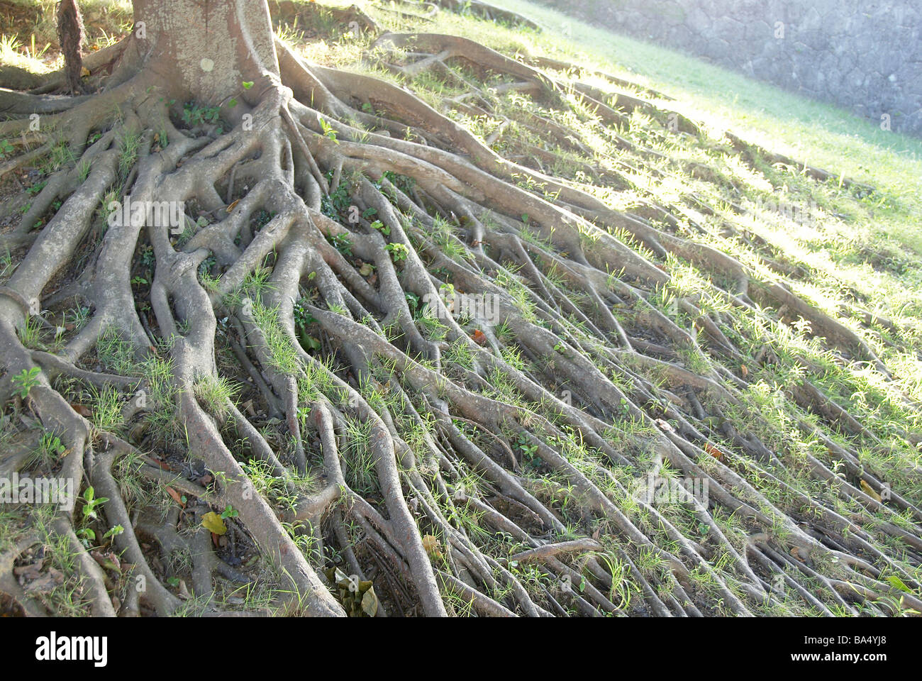 Tree roots on ground okinawa prefecture hi-res stock photography and ...
