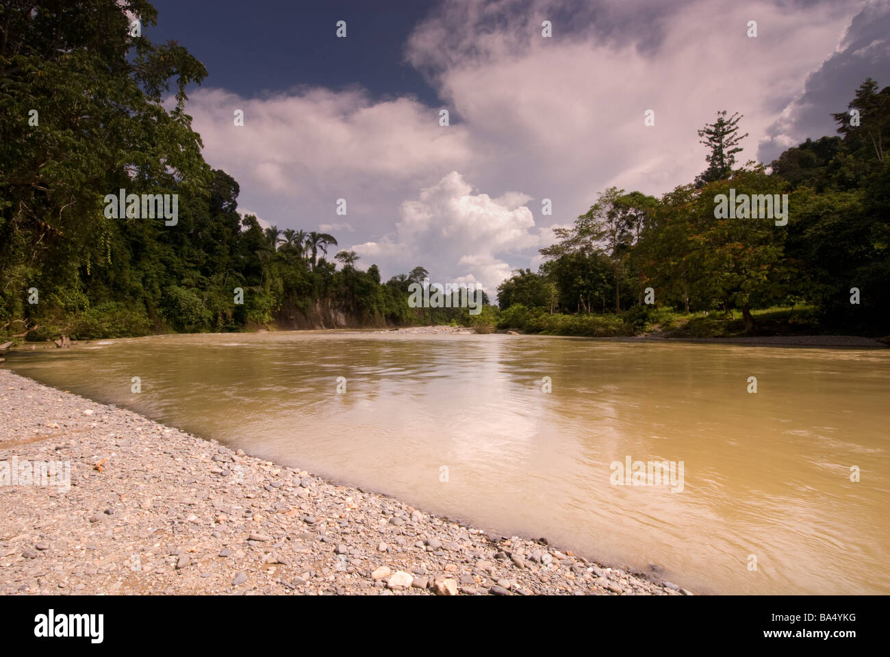 Sumatra forest hi-res stock photography and images - Alamy