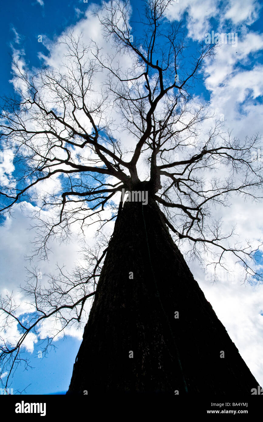 Towering tree hi-res stock photography and images - Alamy