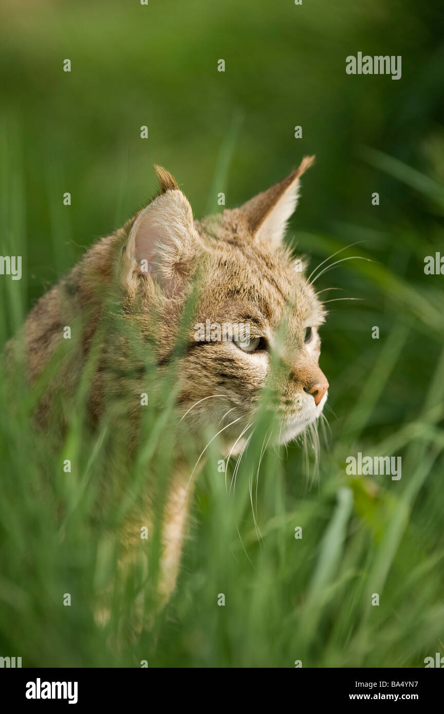 Asian wildcat felis silvestris ornata hi-res stock photography and ...