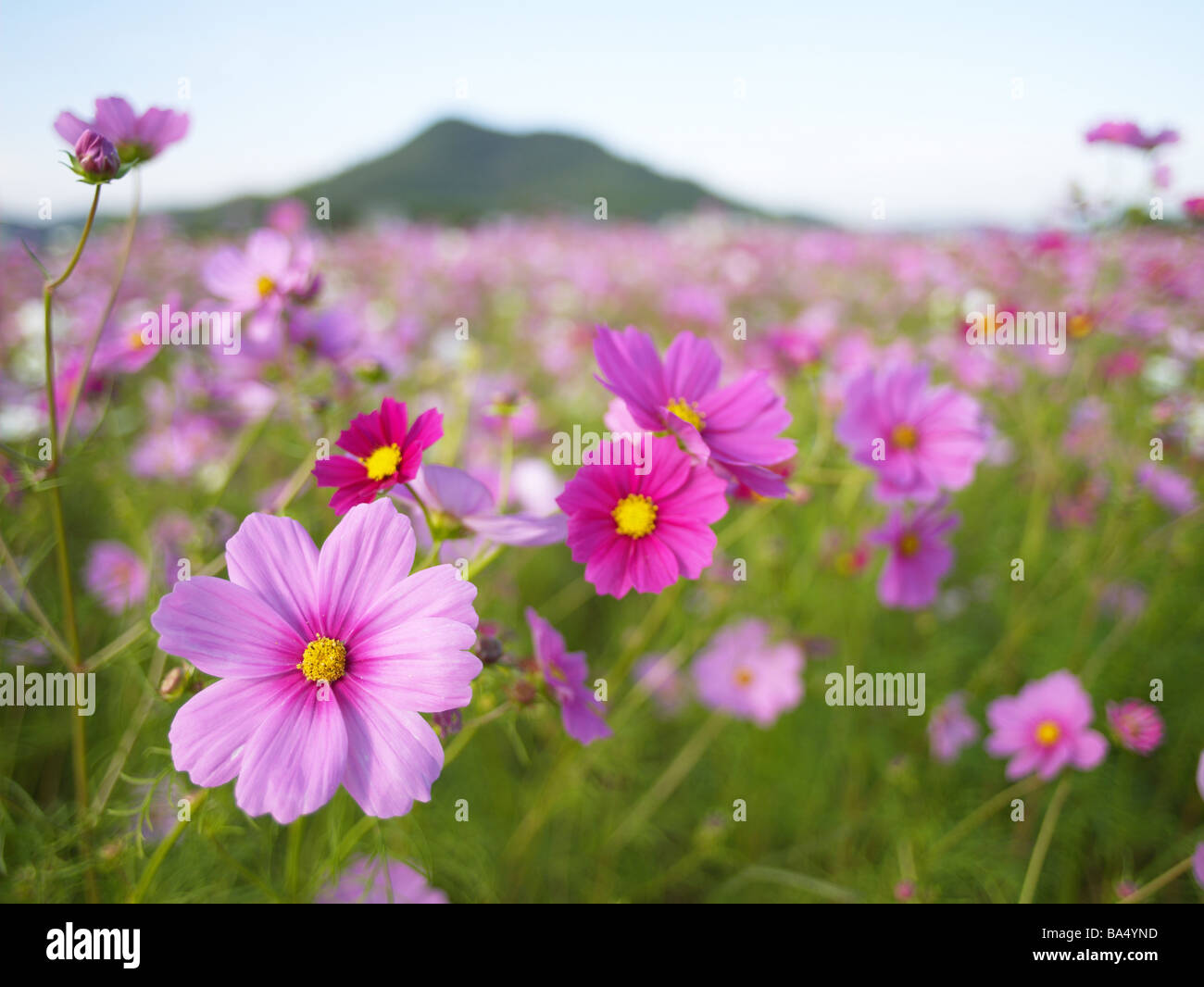 Field of Cosmos Flowers Stock Photo - Alamy