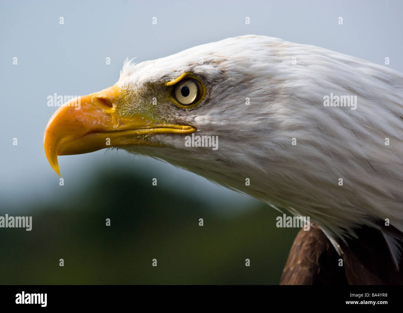 Bald Eagle in profile Stock Photo - Alamy