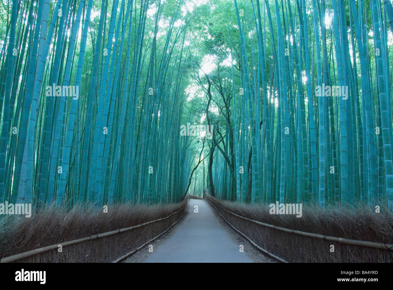 Bamboo Tree in Takebayashi Stock Photo - Alamy