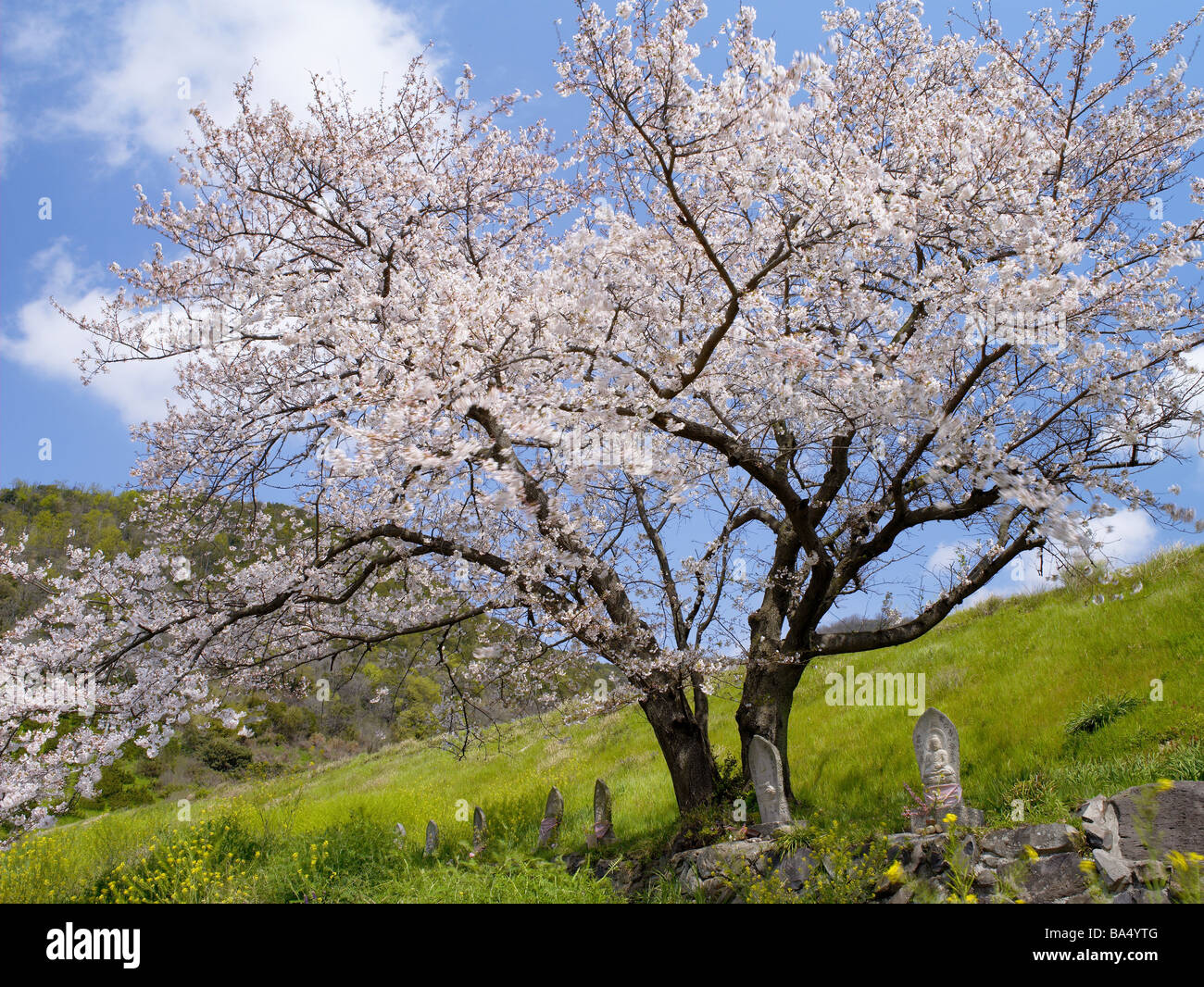 Somei yoshino cherry tree hi-res stock photography and images - Alamy