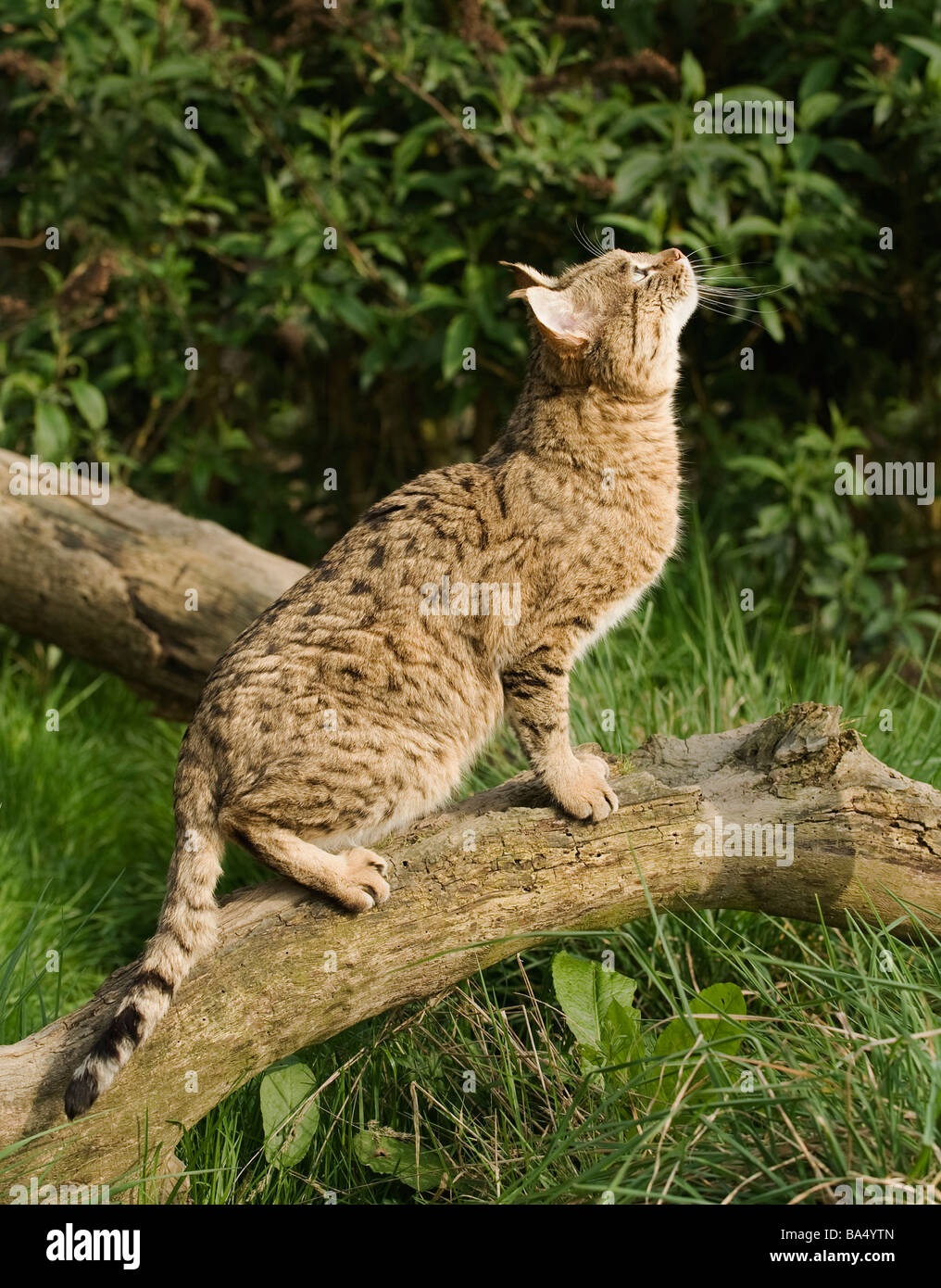 Asian wildcat felis silvestris ornata hi-res stock photography and ...